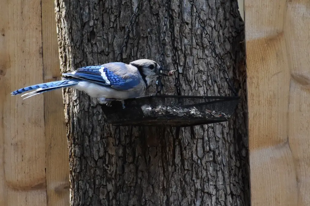 Calman System Requirements: Ensuring Compatibility For Optimal Performance