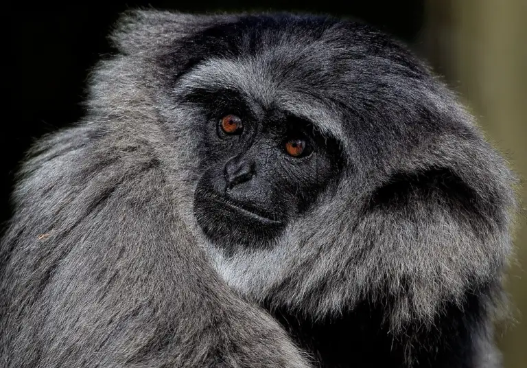 Getting The Most Out Of Oled And Qled Panels With Proper Calibration