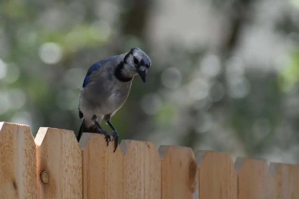 Calibrating Your Smallhd Monitor: A Step-By-Step Guide