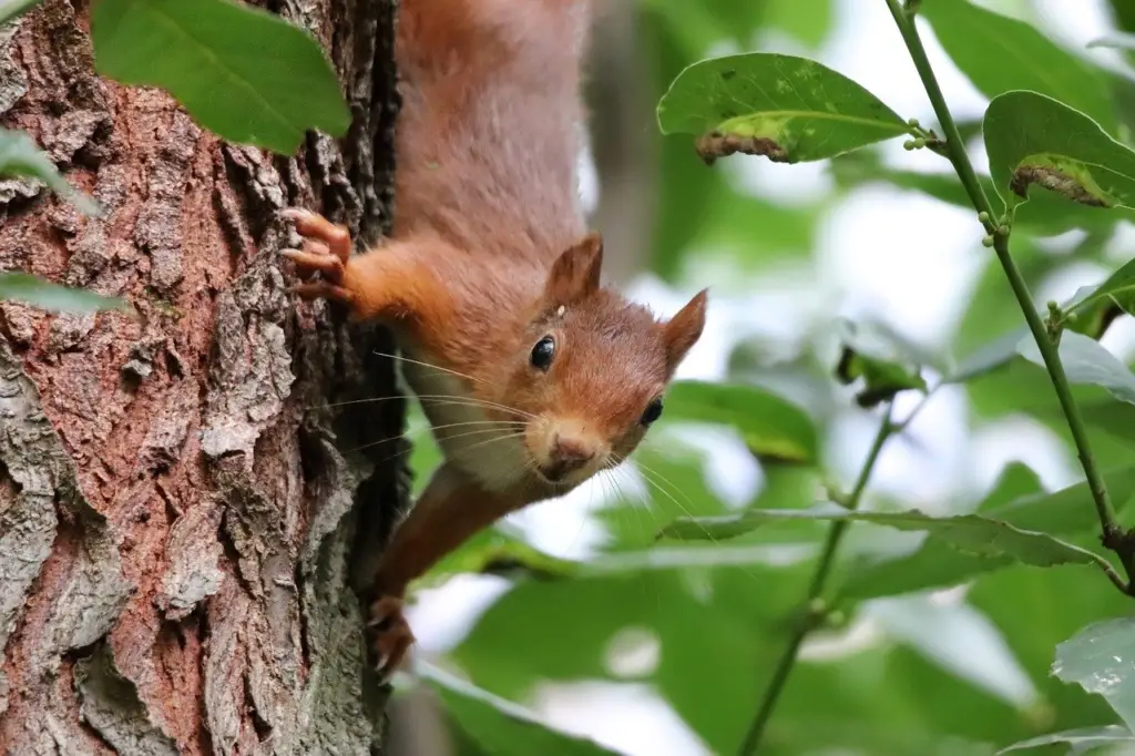 Optimizing Screen Calibration With Mobileforge