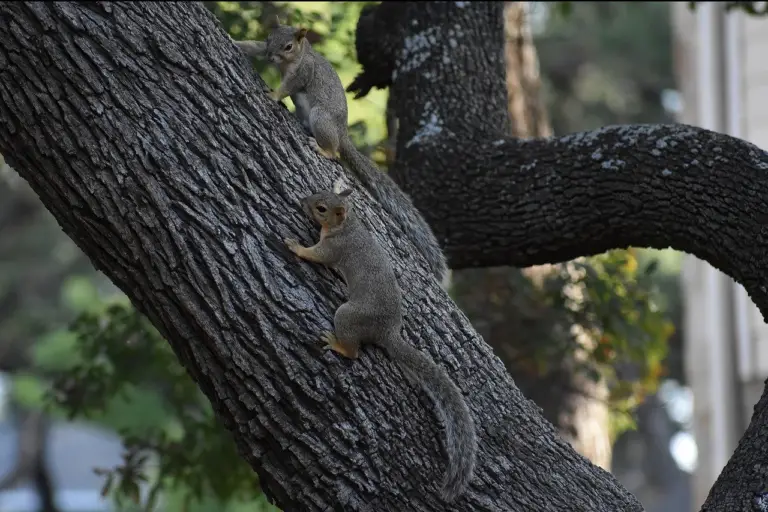 Ultimate Guide To Lg Oled And Nanocell Autocal: Achieving Perfect Dolby ...